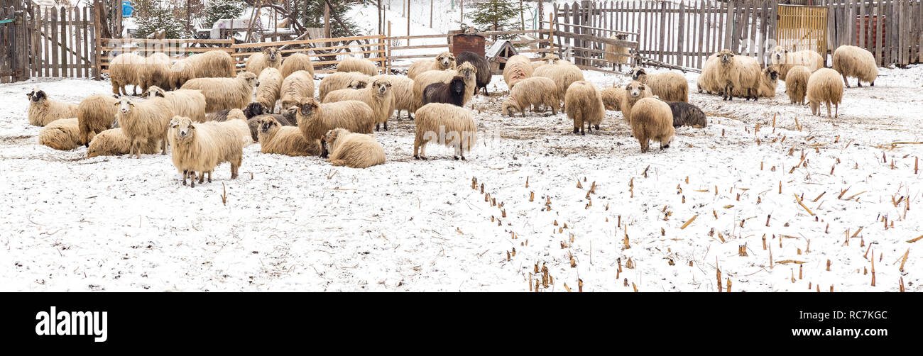 Sheep eating dry corn in winter day. sheep in a paddock Stock Photo - Alamy