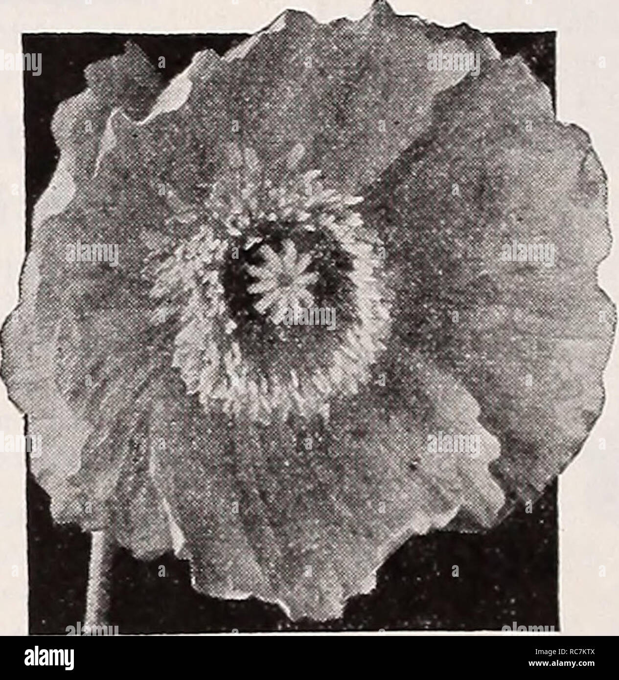 Iolet flowers hi-res stock photography and images - Alamy