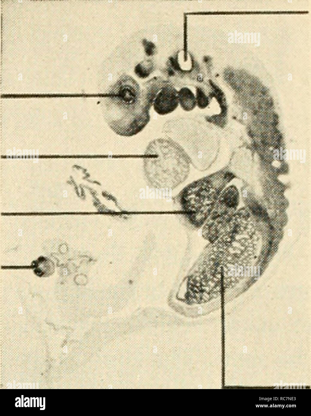 . Embryology. Embryology; Embryology; genealogy. 272 ,0 ESOPHAGUS P ...
