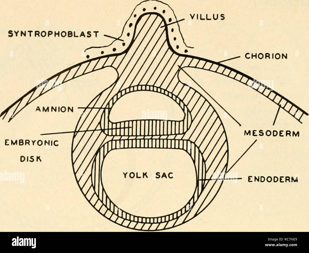 Mesoderm Embryology