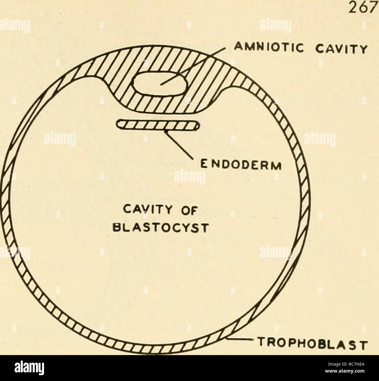 . Embryology. Embryology; Embryology; genealogy. EARLY DEVELOPMENT Fig ...