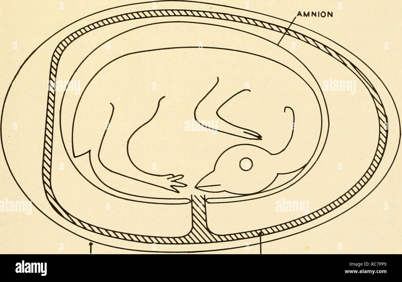 Frog Embryology High Resolution Stock Photography and Images - Alamy