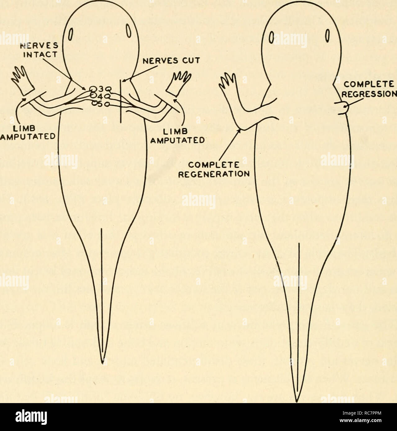 . Embryology. Embryology; Embryology; genealogy. 240 EMBRYOLOGY. Fig ...