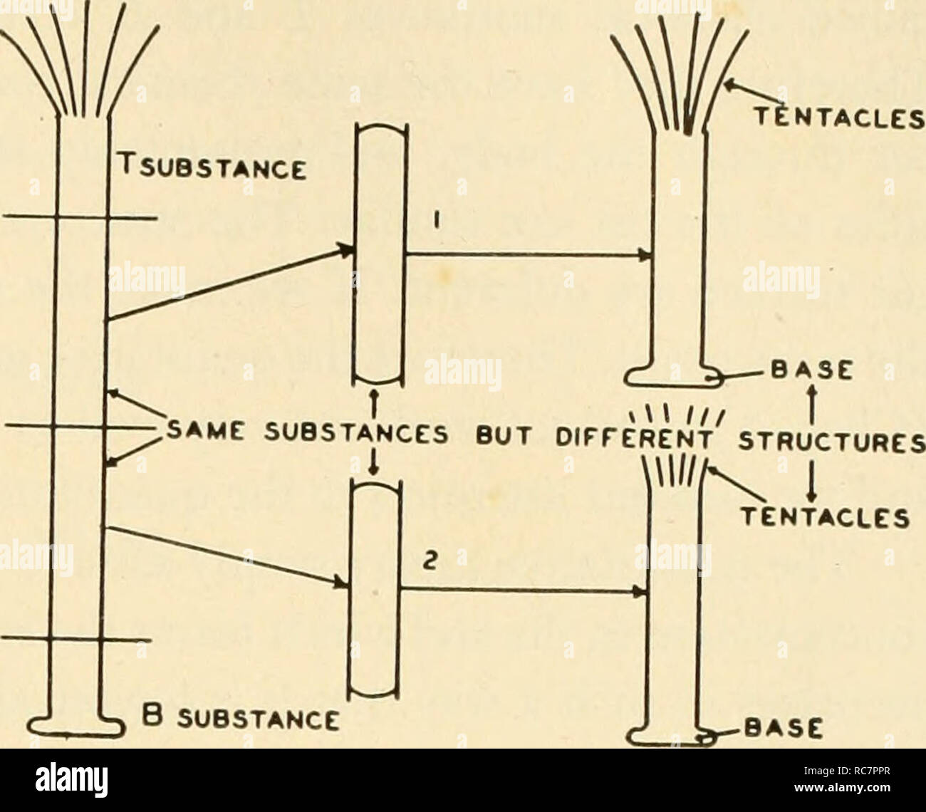 . Embryology. Embryology; Embryology; genealogy. THEORIES OF ...