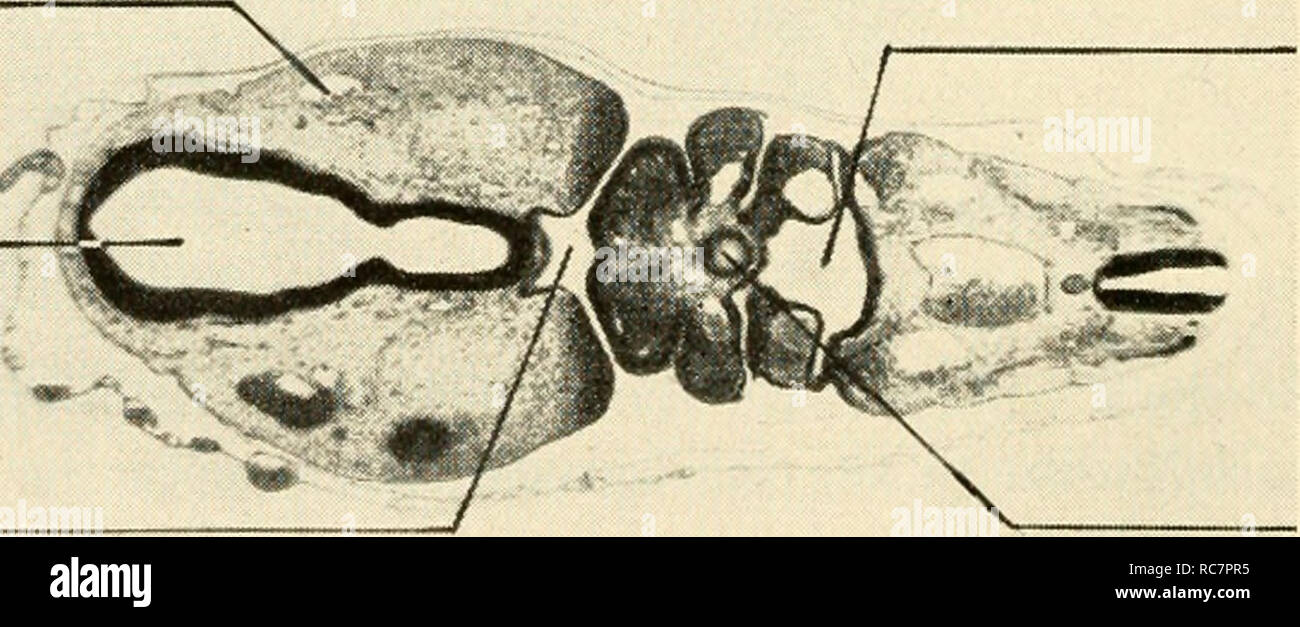 . Embryology. Embryology; Embryology; genealogy. VISCERAL GROOVE 3RD ...