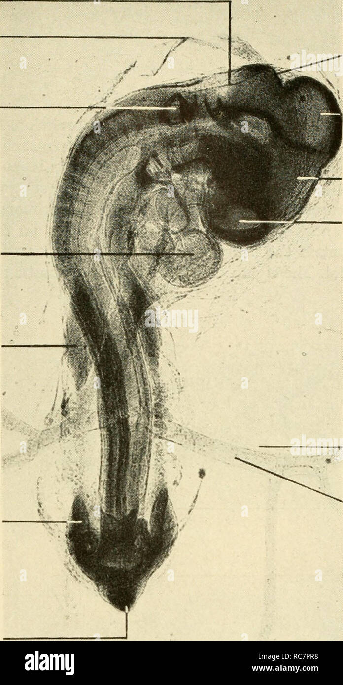. Embryology. Embryology; Embryology; genealogy. THE 72-HOUR CHICK ...