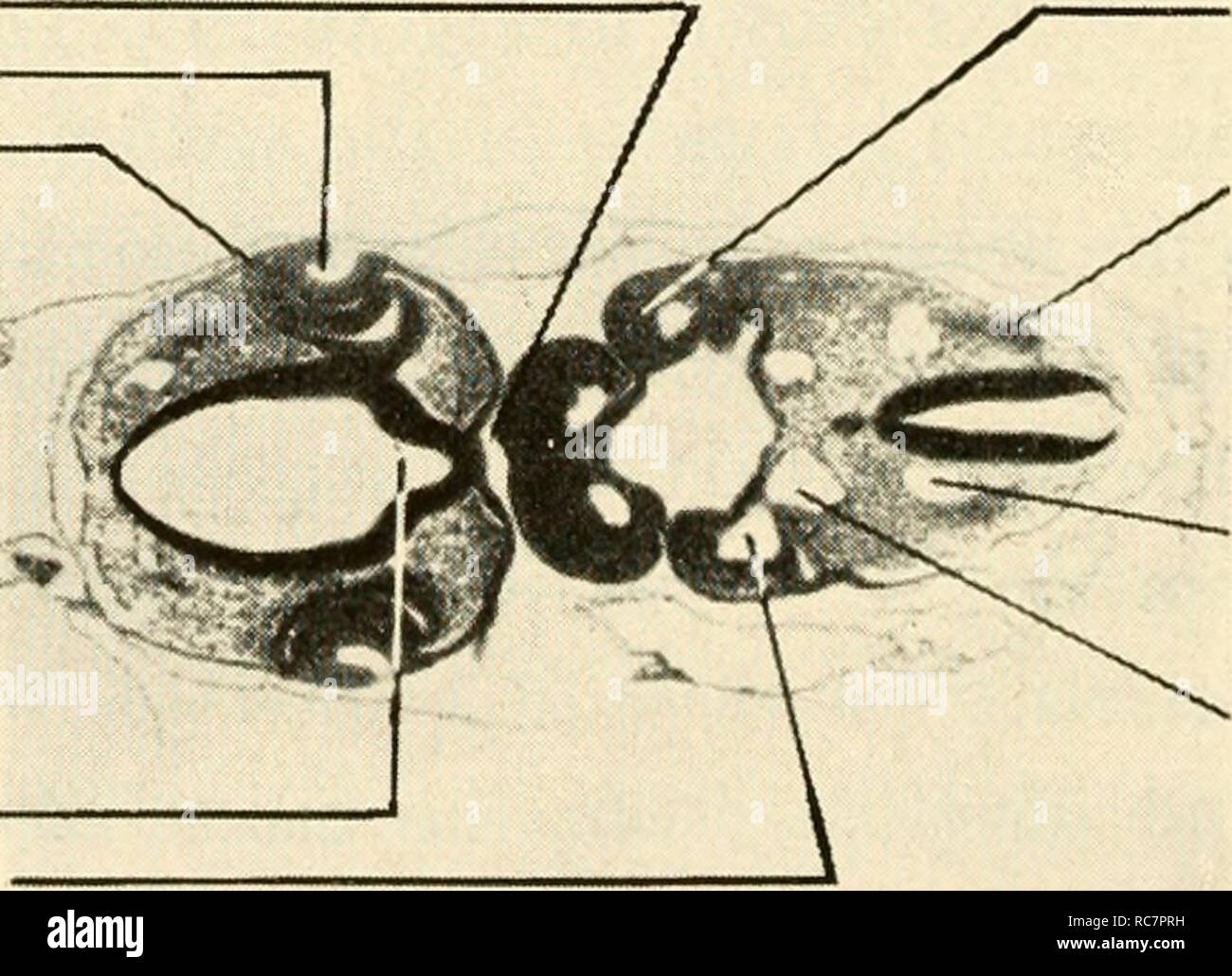 . Embryology. Embryology; Embryology; genealogy. PHARYNX DORSAL AORTA ...