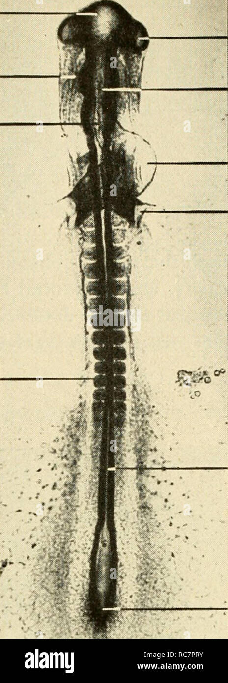 . Embryology. Embryology; Embryology; genealogy. PROSENCEPHALON ...