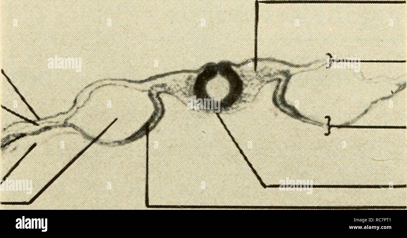 . Embryology. Embryology; Embryology; genealogy. Fig. 125. A cross ...