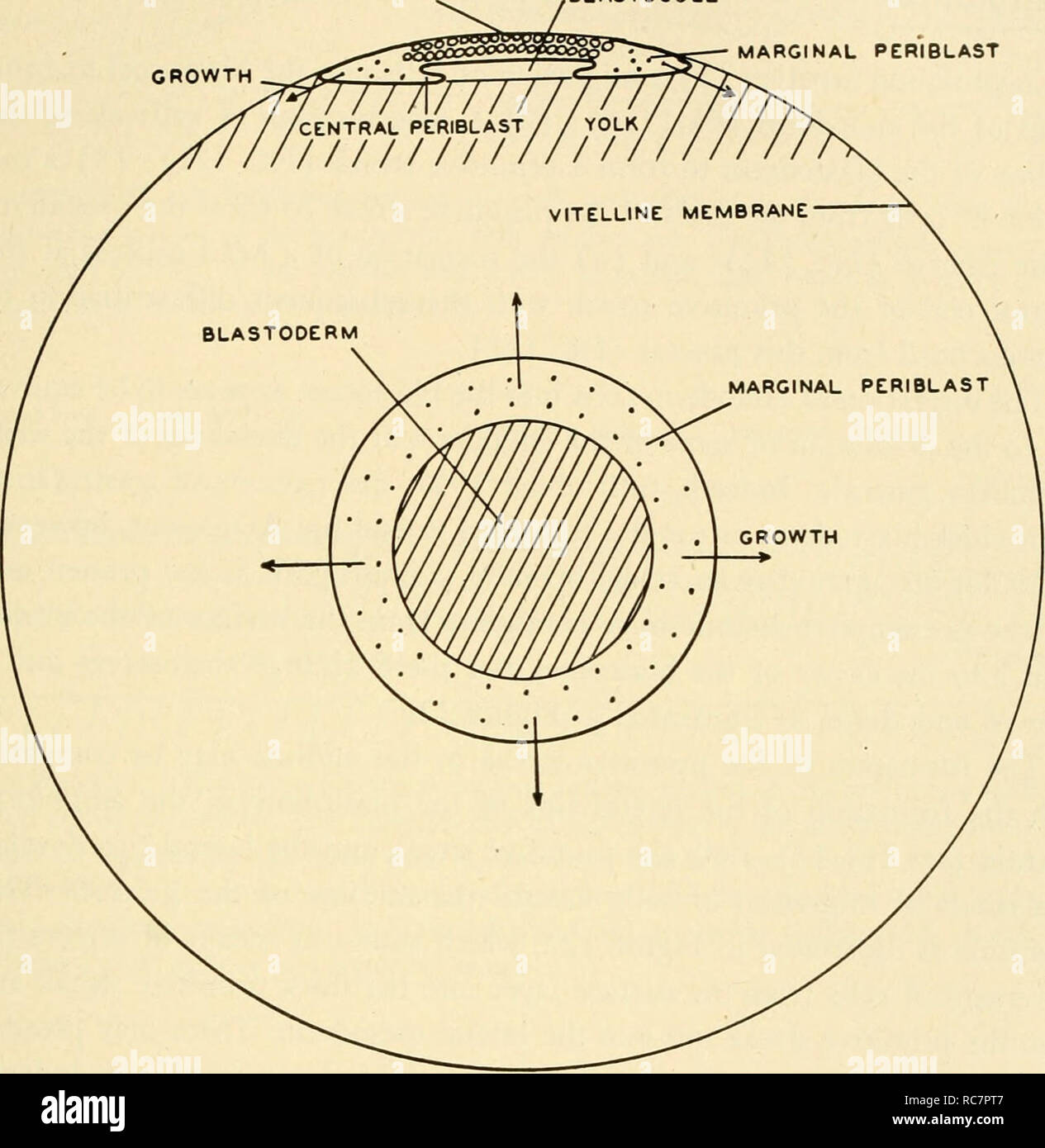 Blastocoel High Resolution Stock Photography and Images - Alamy