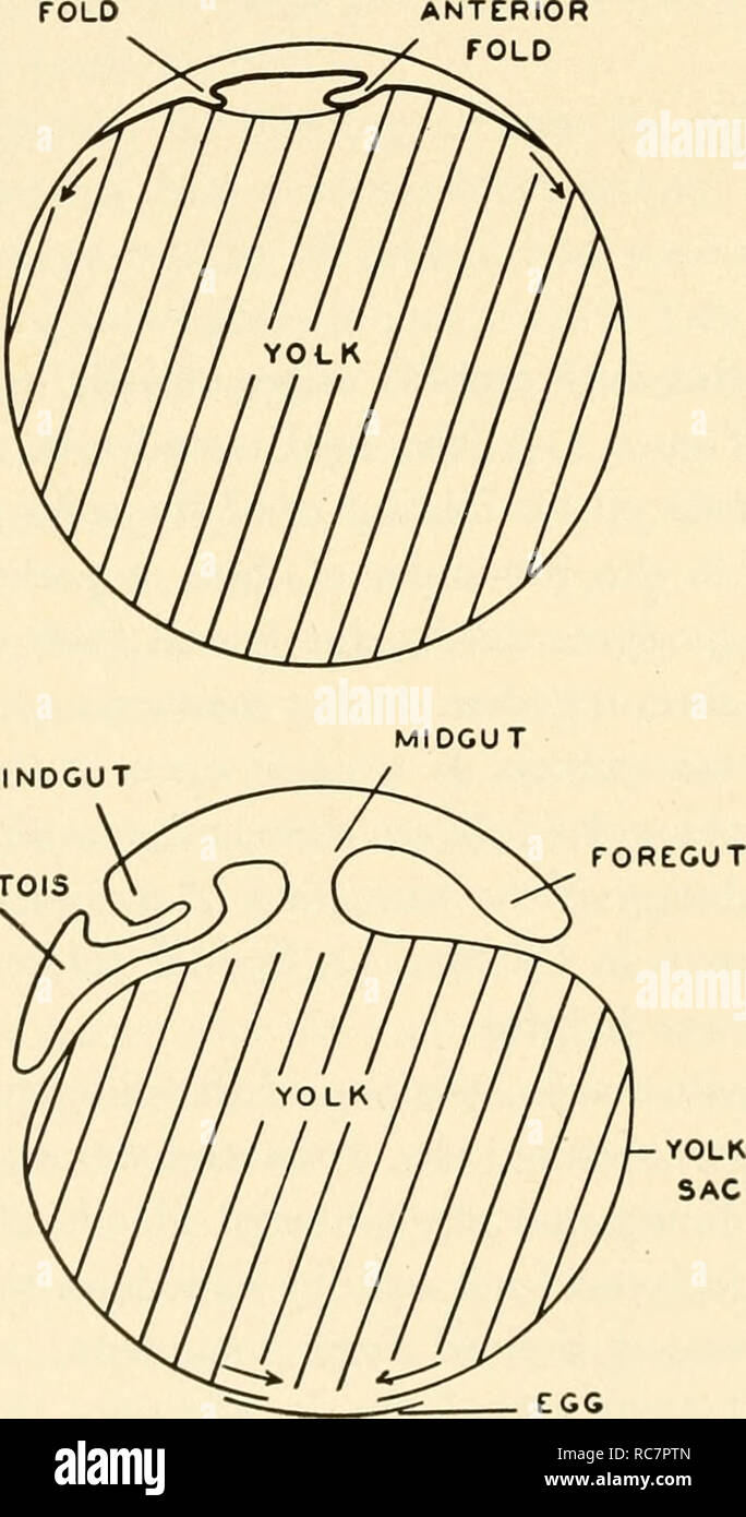 The Embryo Of The Foregut