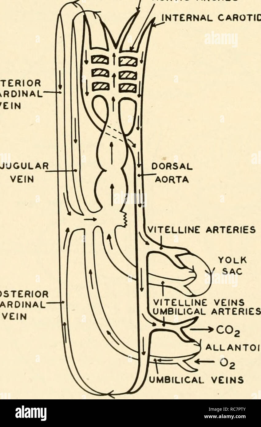 . Embryology. Embryology; Embryology; genealogy. 178 EMBRYOLOGY ...
