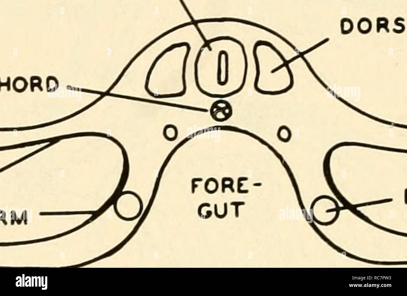 . Embryology. Embryology; Embryology; genealogy. 176 EMBRYOLOGY ...