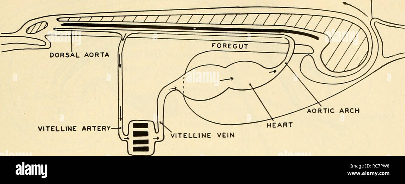 . Embryology. Embryology; Embryology; genealogy. THE EXTRAEMBRYONIC ...
