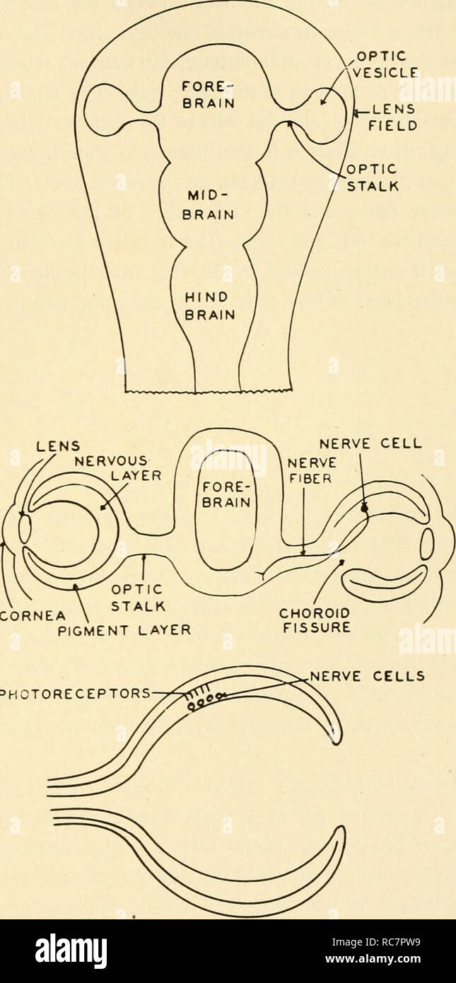 . Embryology. Embryology; Embryology; genealogy. OPTIC SICLE Fig. 100 ...