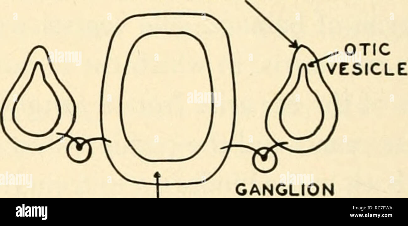 . Embryology. Embryology; Embryology; genealogy. ENDOLYMPHATIC DUCT ...
