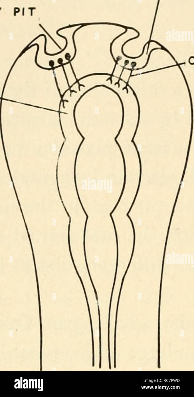 . Embryology. Embryology; Embryology; genealogy. OLFACTORY PIT ...