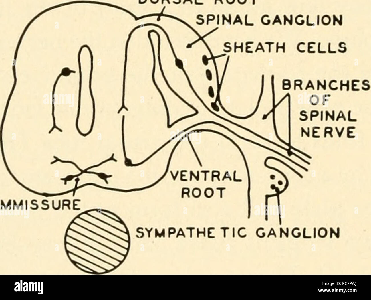 Spinal Ganglion High Resolution Stock Photography and Images - Alamy
