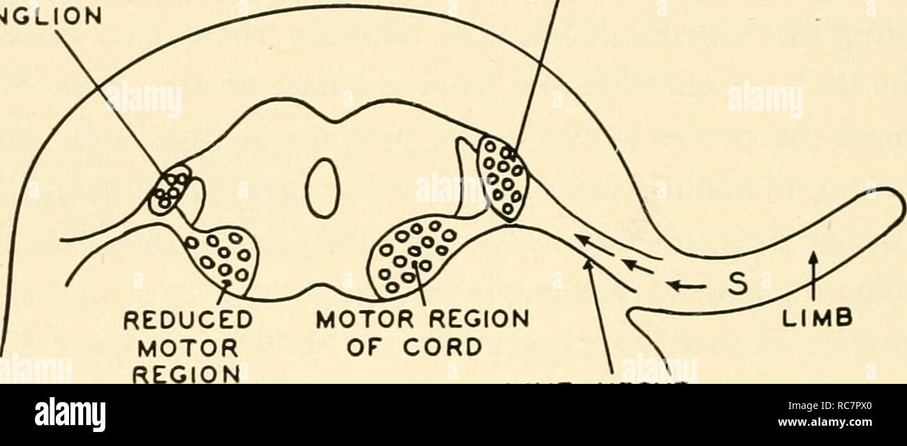 . Embryology. Embryology; Embryology; genealogy. LIMB BUD REMOVED ...