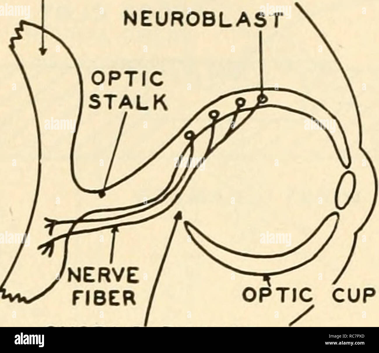 . Embryology. Embryology; Embryology; genealogy. 144 EMBRYOLOGY Fig. 84 ...