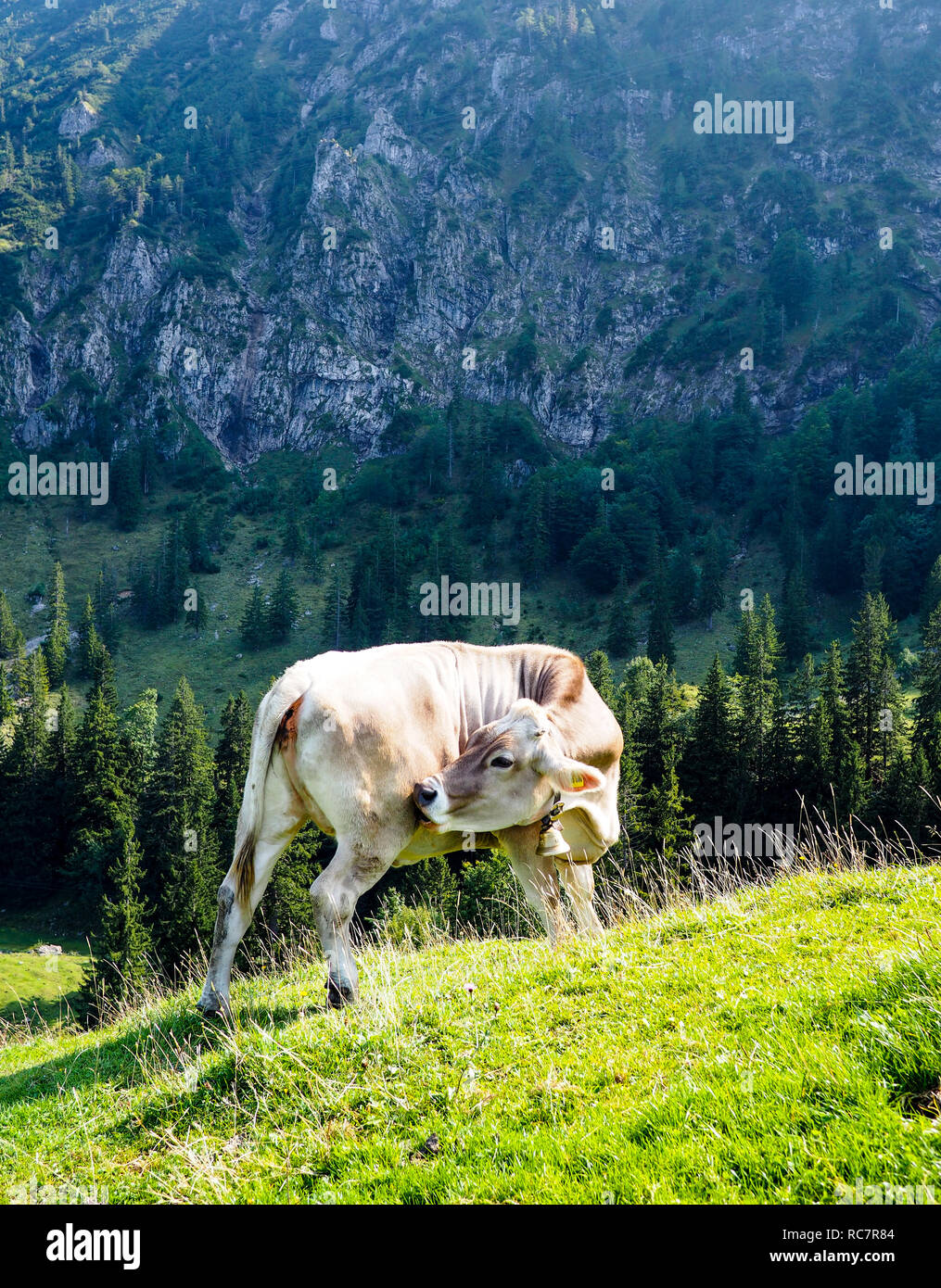 Cow trail hi-res stock photography and images - Alamy