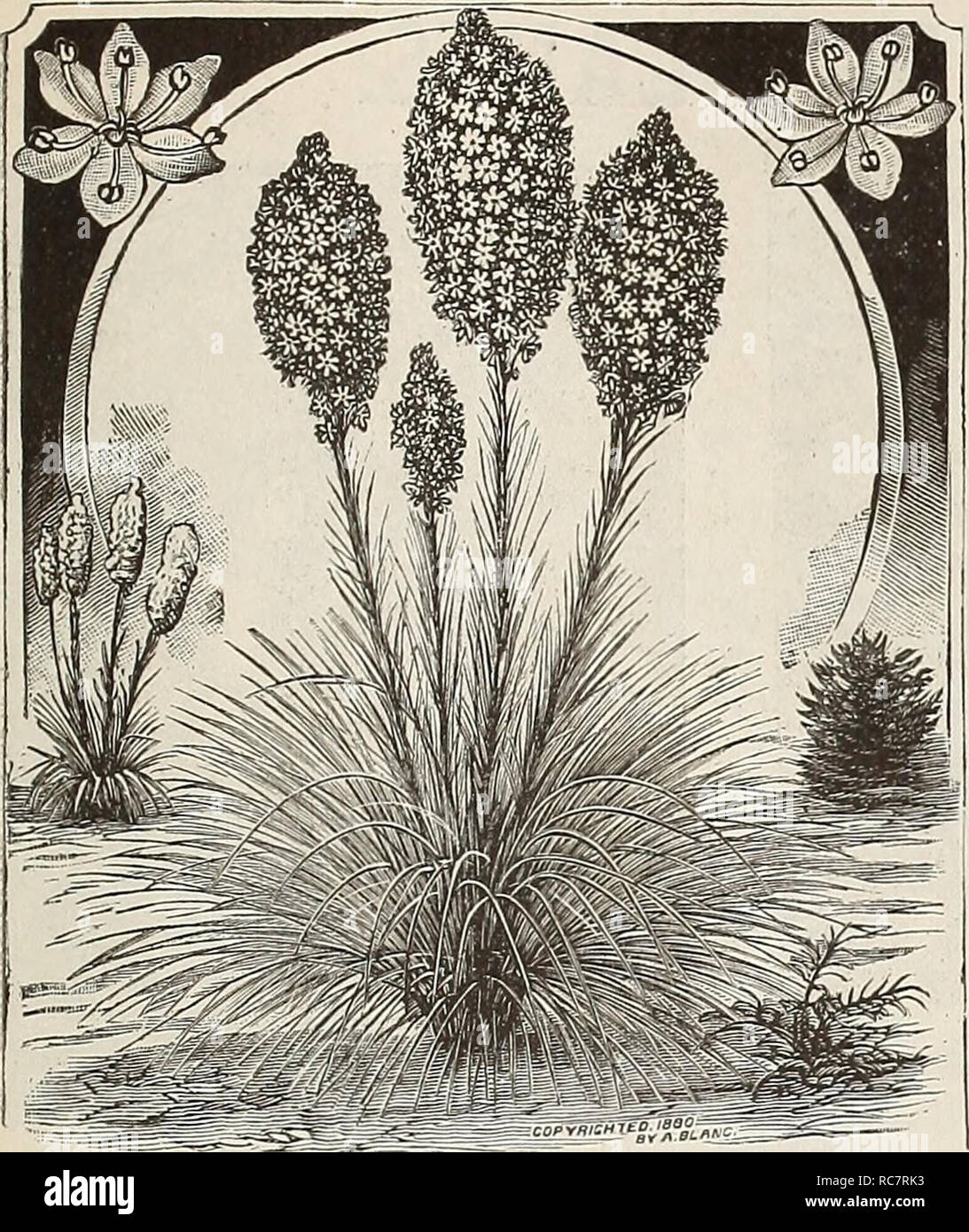 Xerophyllum asphodeloides hi-res stock photography and images - Alamy