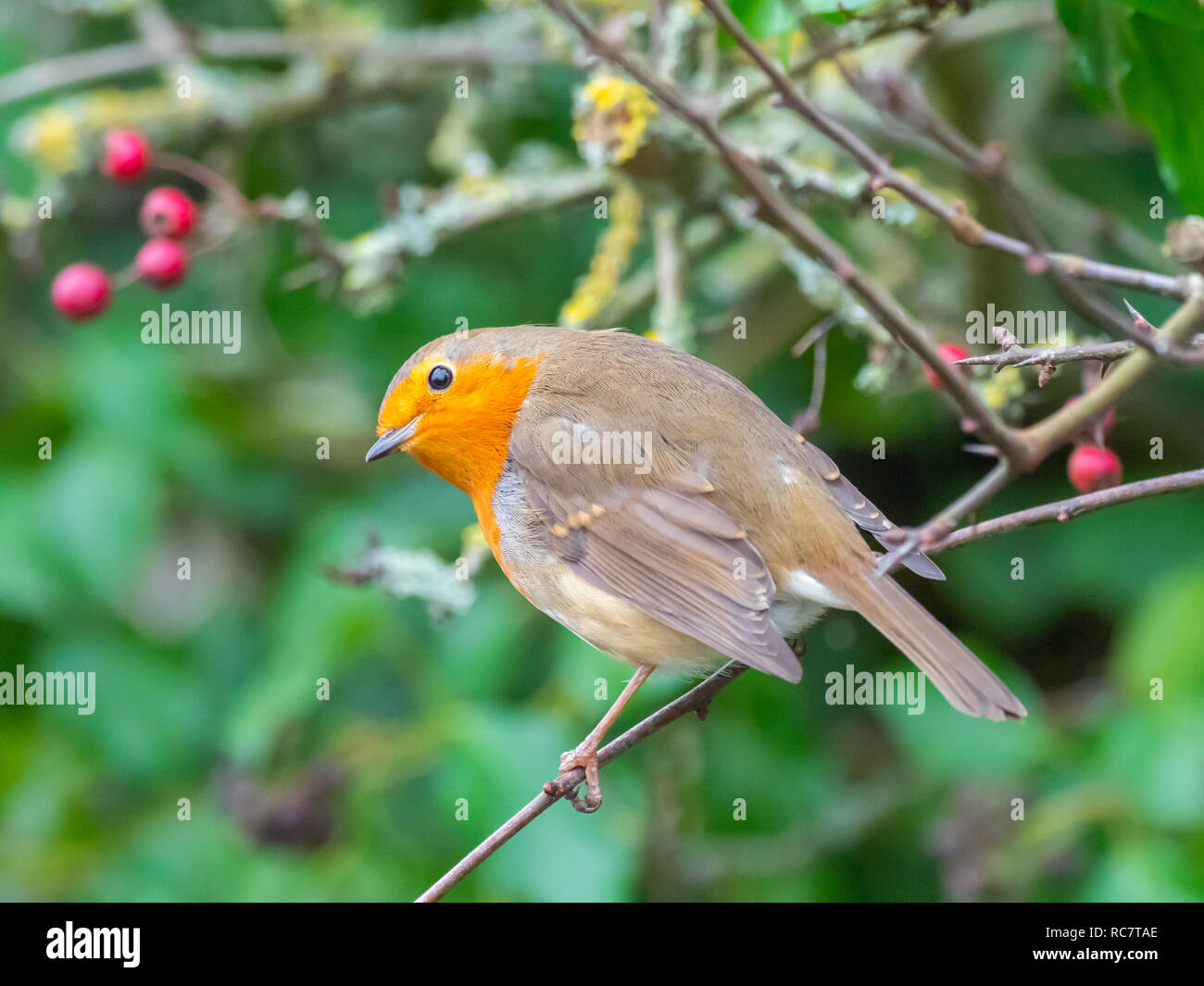 Robin on a Branch Stock Photo - Alamy