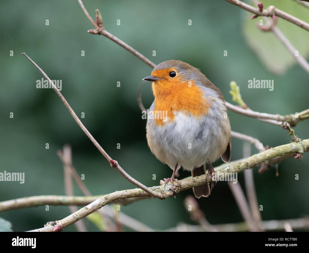 Robin on a Branch Stock Photo - Alamy