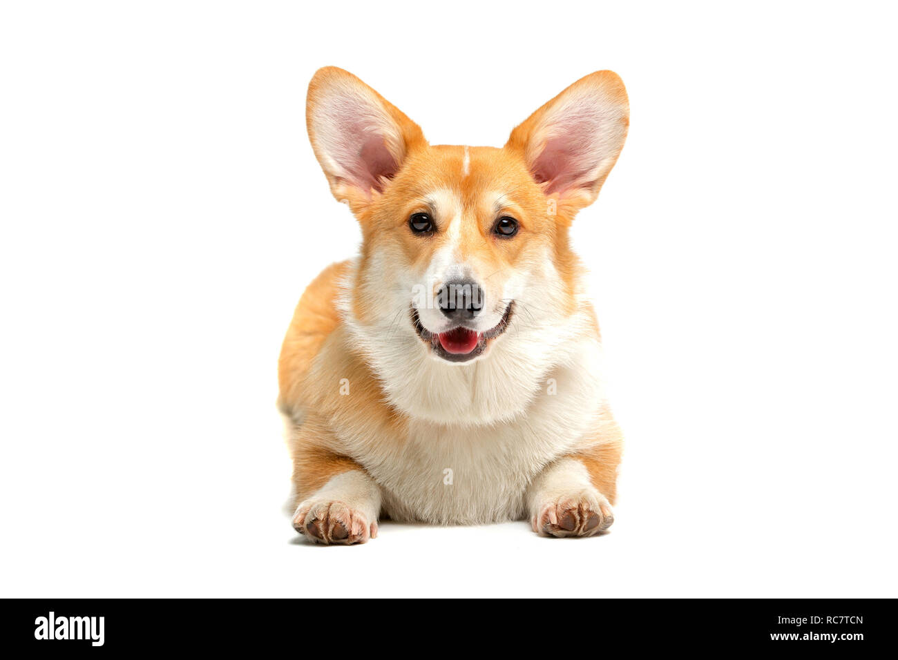 Corgi Fluffy Dog Isolated Stock Photo - Alamy