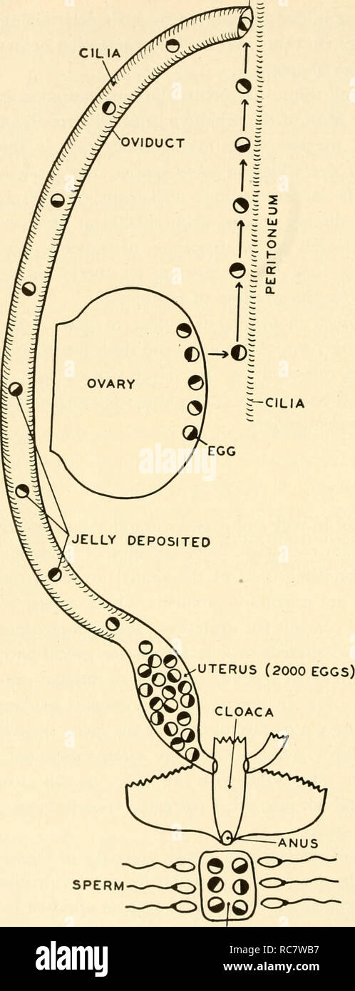 . Embryology. Embryology; Embryology; genealogy. OSTIUM CILIA. SPERM ...