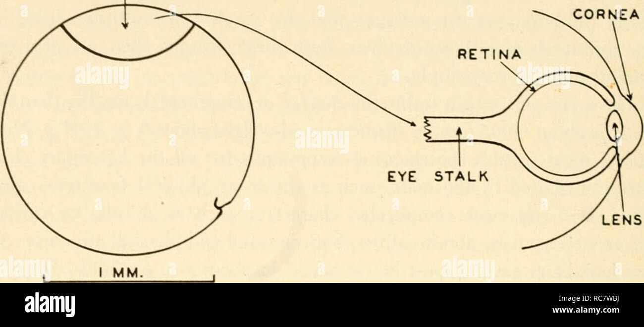 . Embryology. Embryology; Embryology; genealogy. EMBRYOLOGY PRESUMPTIVE ...