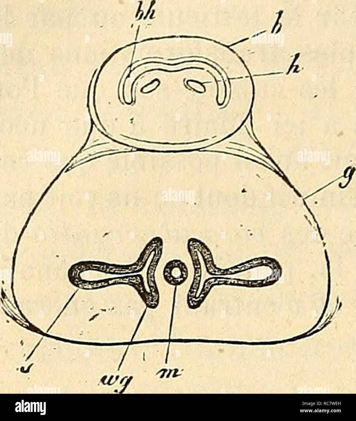 . Embryologie, ou, TraitÃ© complet du dÃ©veloppement de l'homme et des ...