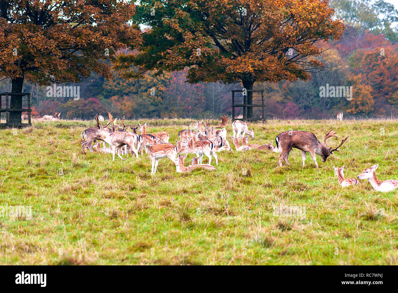 The wild animals - photo has been taken in natural scenery Stock Photo ...