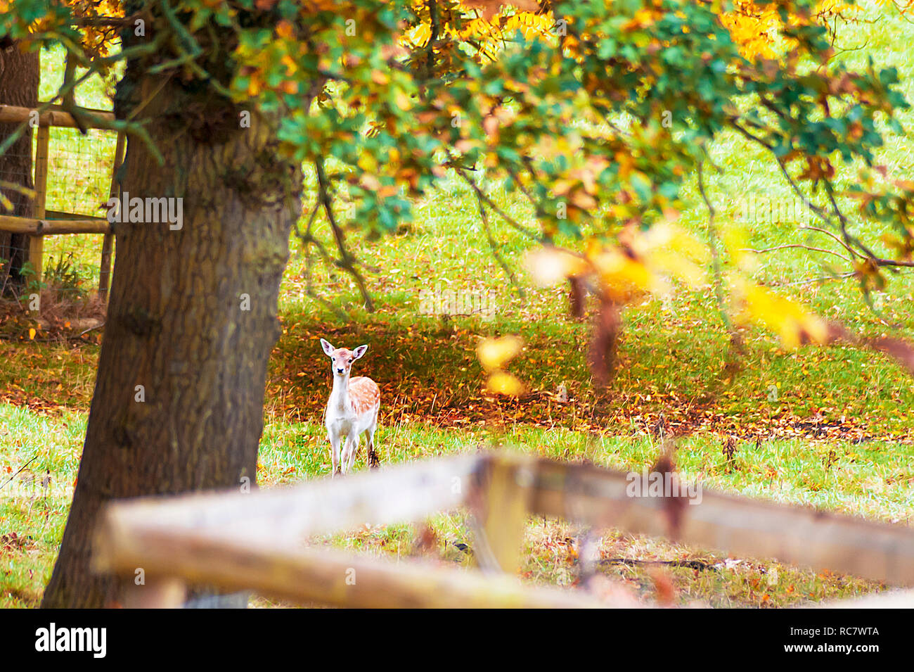 The wild animals - photo has been taken in natural scenery Stock Photo ...