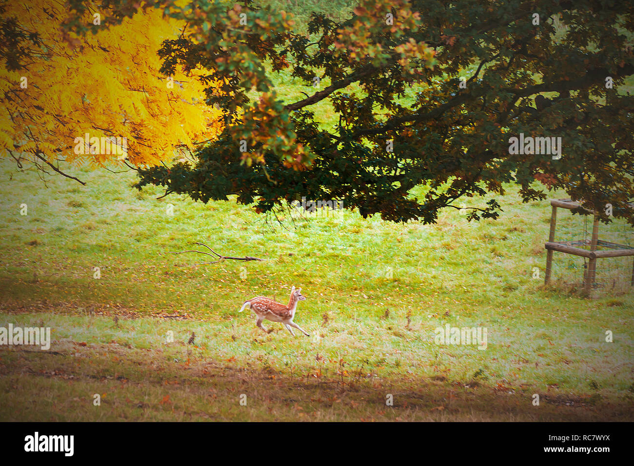 The wild animals - photo has been taken in natural scenery Stock Photo ...