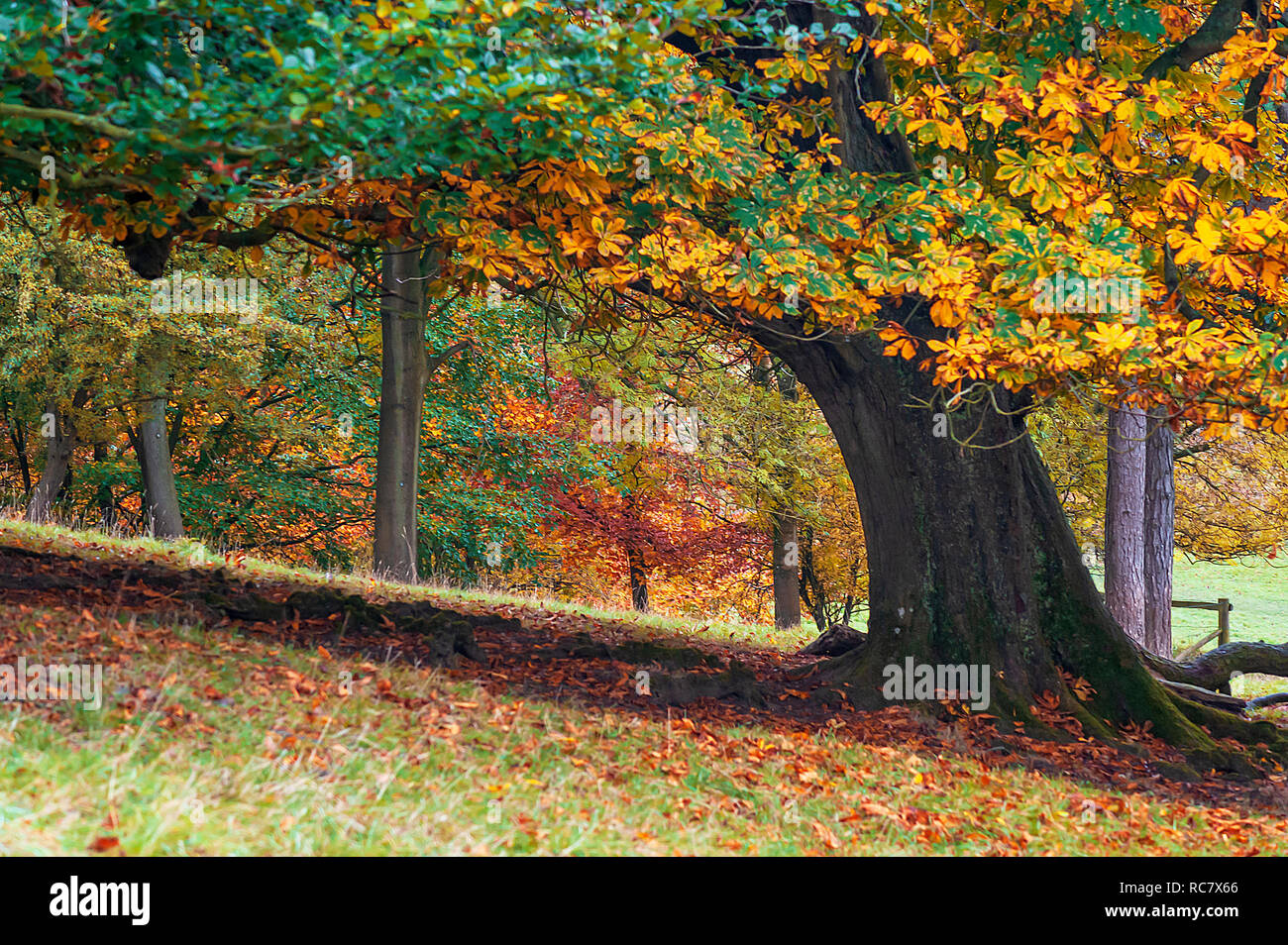 autumn, England countryside - beautiful autumn composition Stock Photo ...