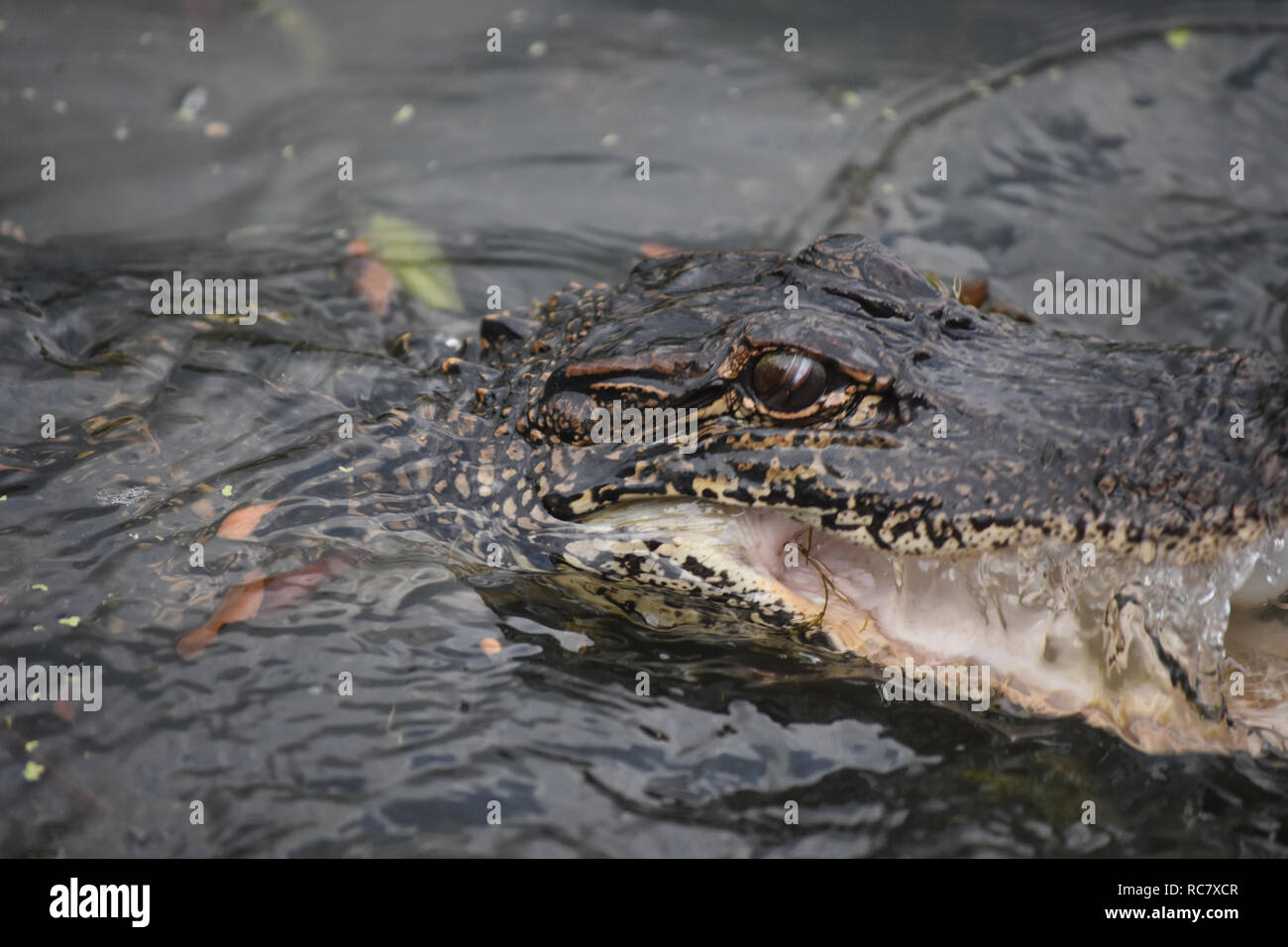 Angry alligator with it's mouth open in a Louisiana swamp Stock Photo ...