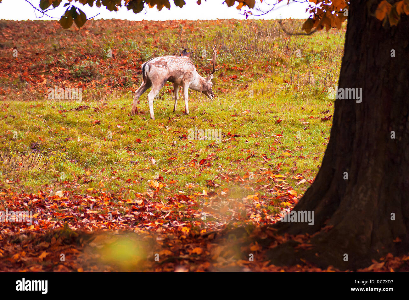 The wild animals - photo has been taken in natural scenery Stock Photo ...