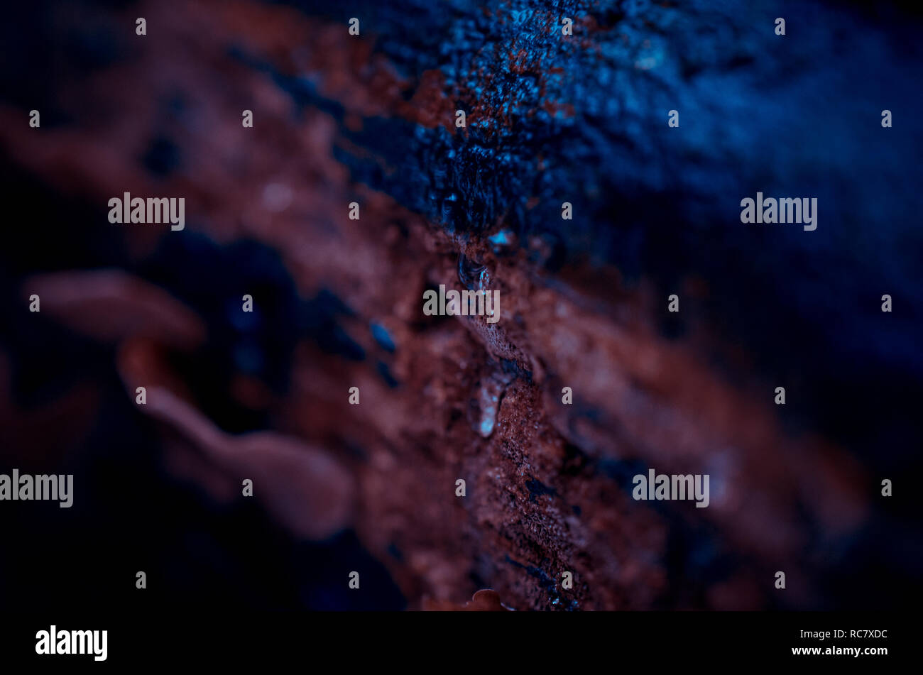 In focus frozen plant hi-res stock photography and images - Alamy