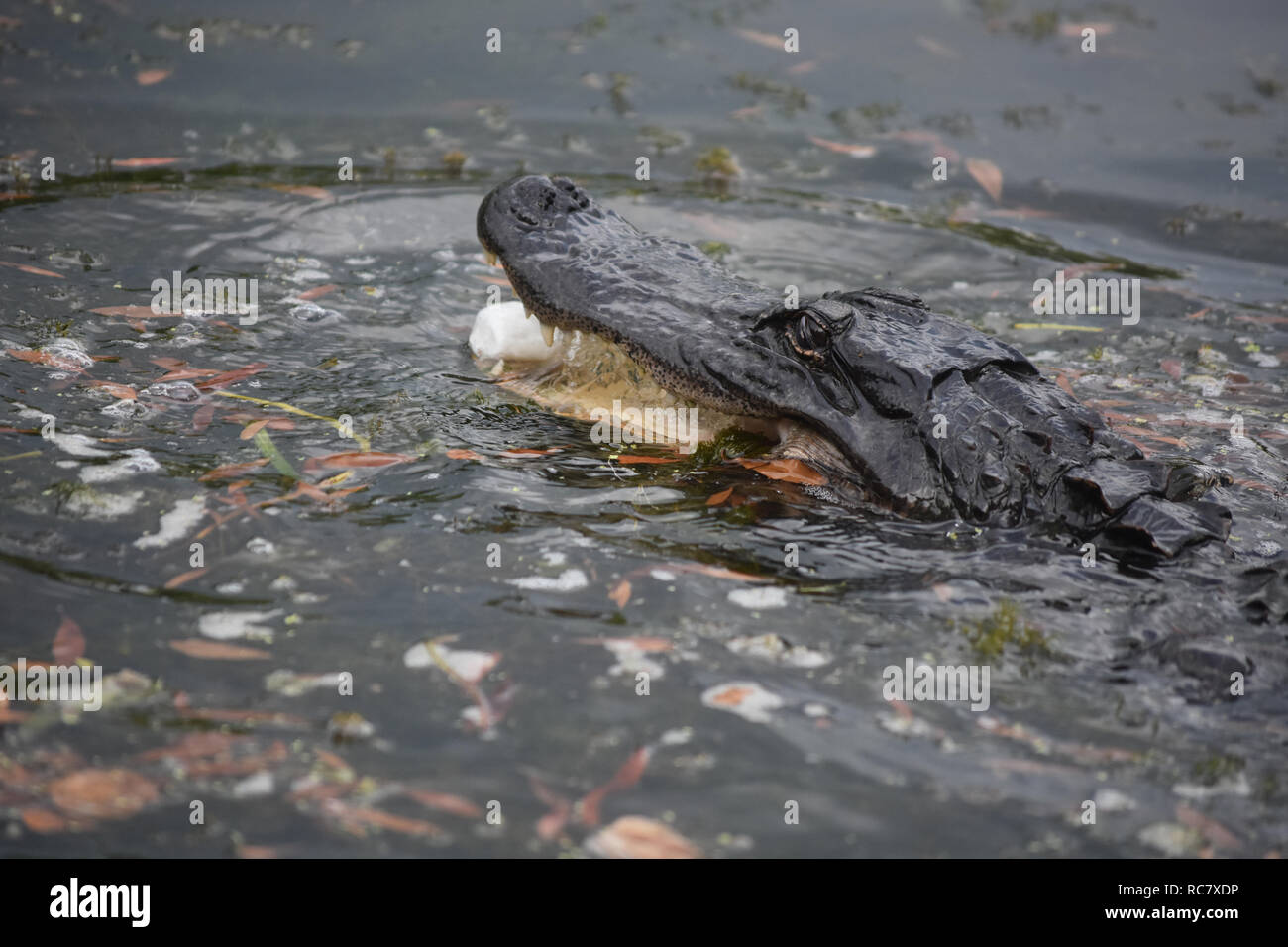 Deadly alligator snapping his mouth open in the water Stock Photo - Alamy
