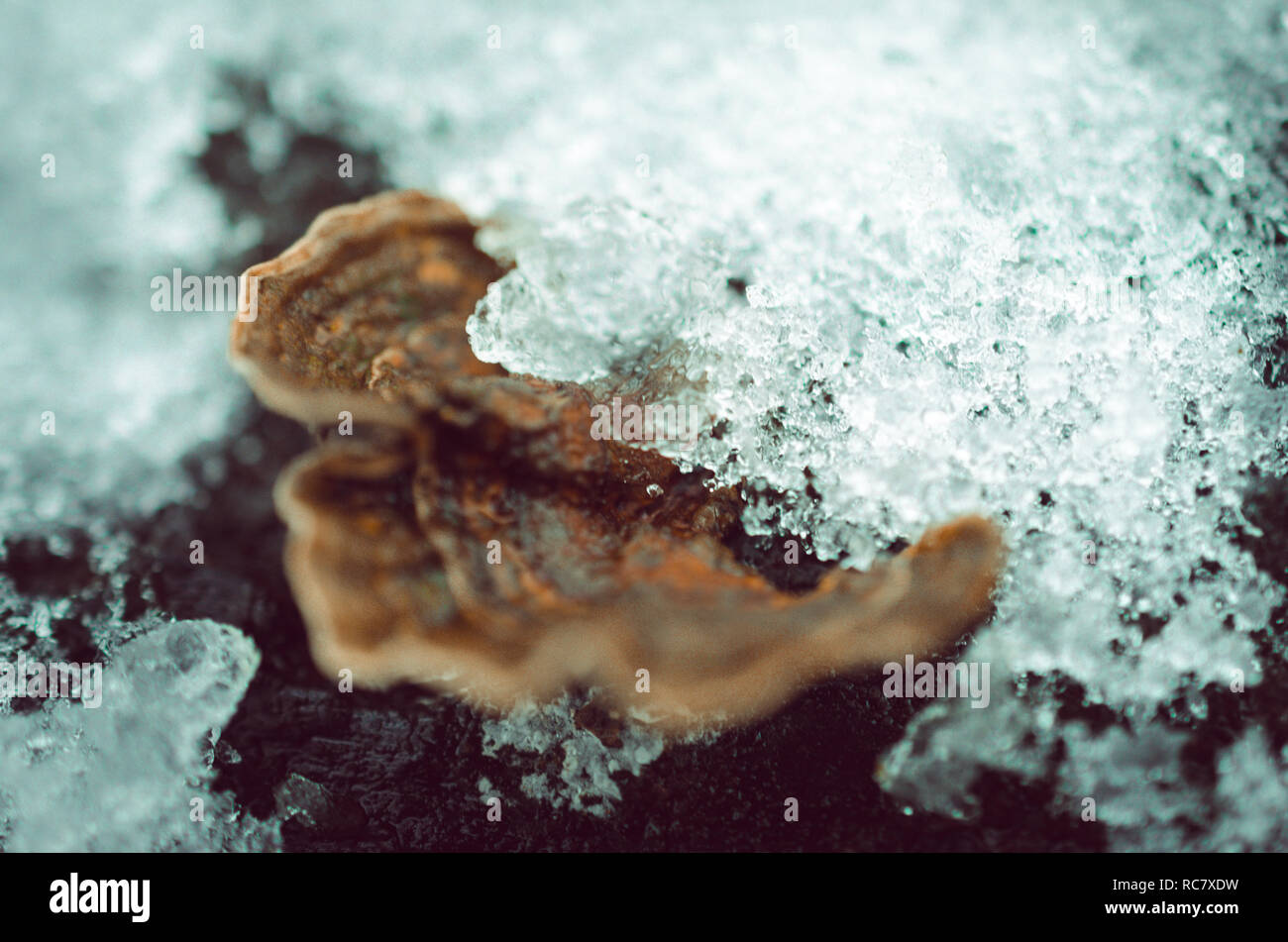 Ice on bracket fungus close-up Stock Photo - Alamy