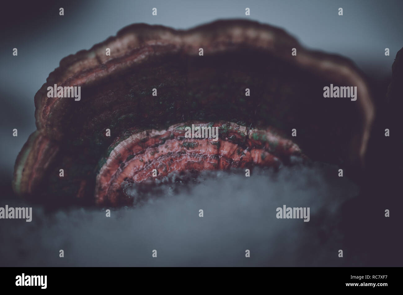 Ice fungus hi-res stock photography and images - Alamy