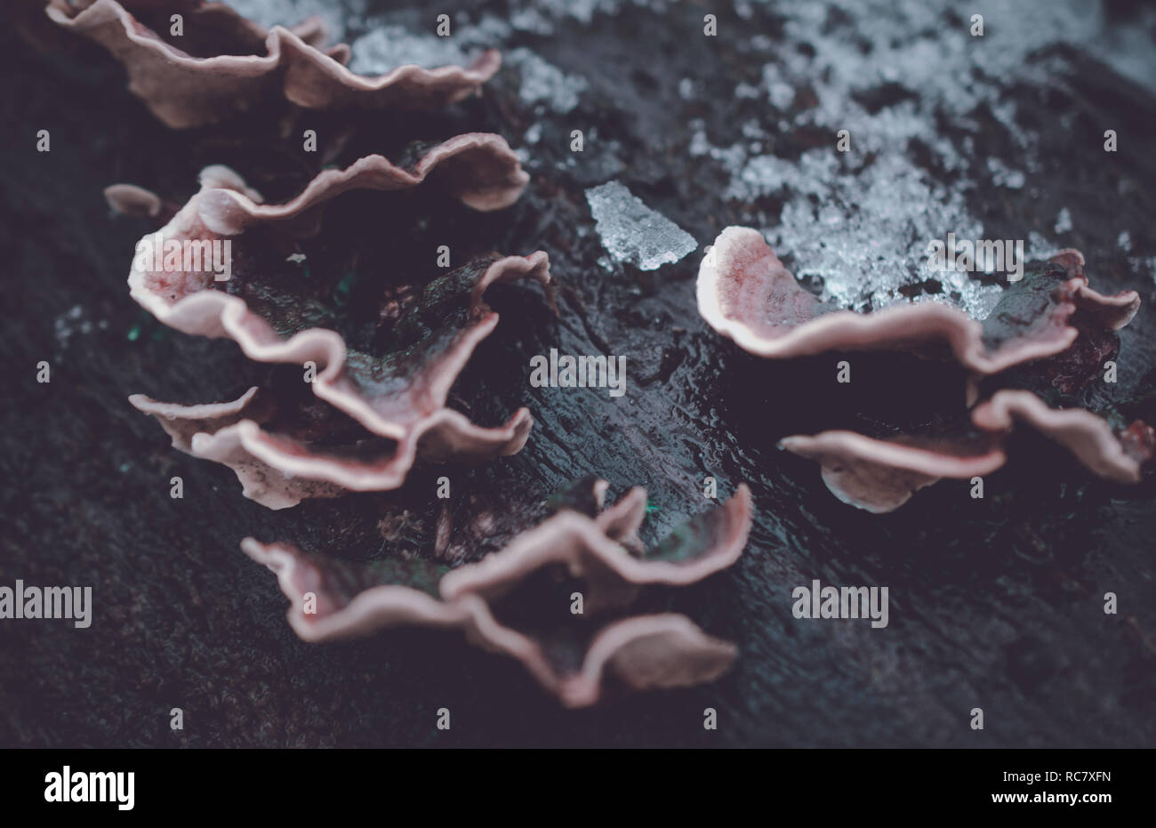 Ice on bracket fungus close-up Stock Photo - Alamy