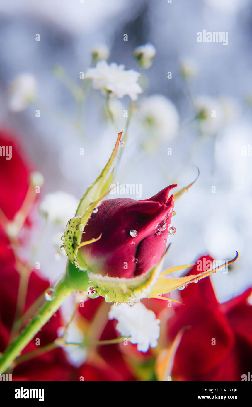 Beautiful red rose bud with shining small water drops. Selective focus ...