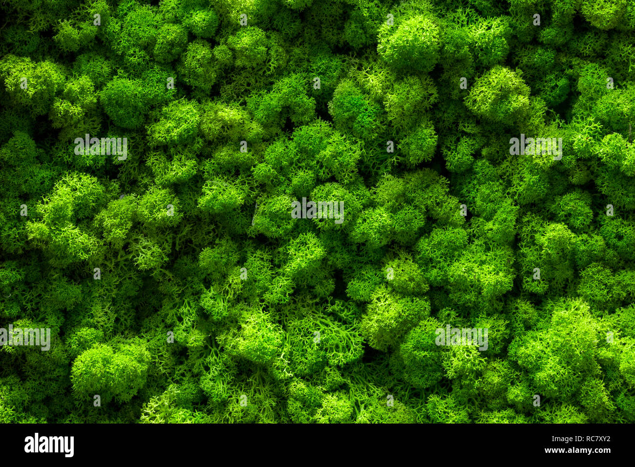 Moss Wall Texture
