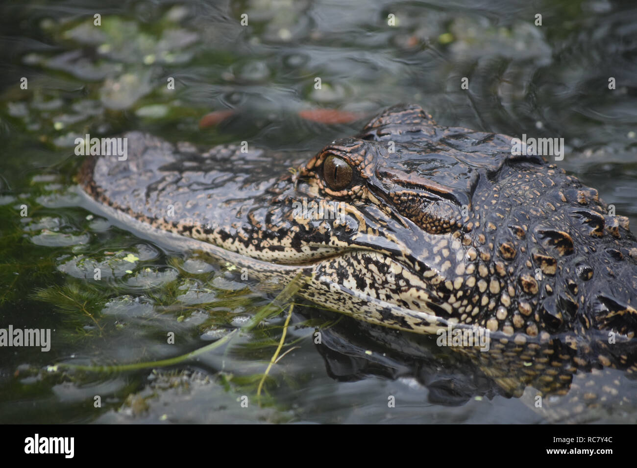 Fantastic deadly alligator up close and personal in the swamp Stock ...