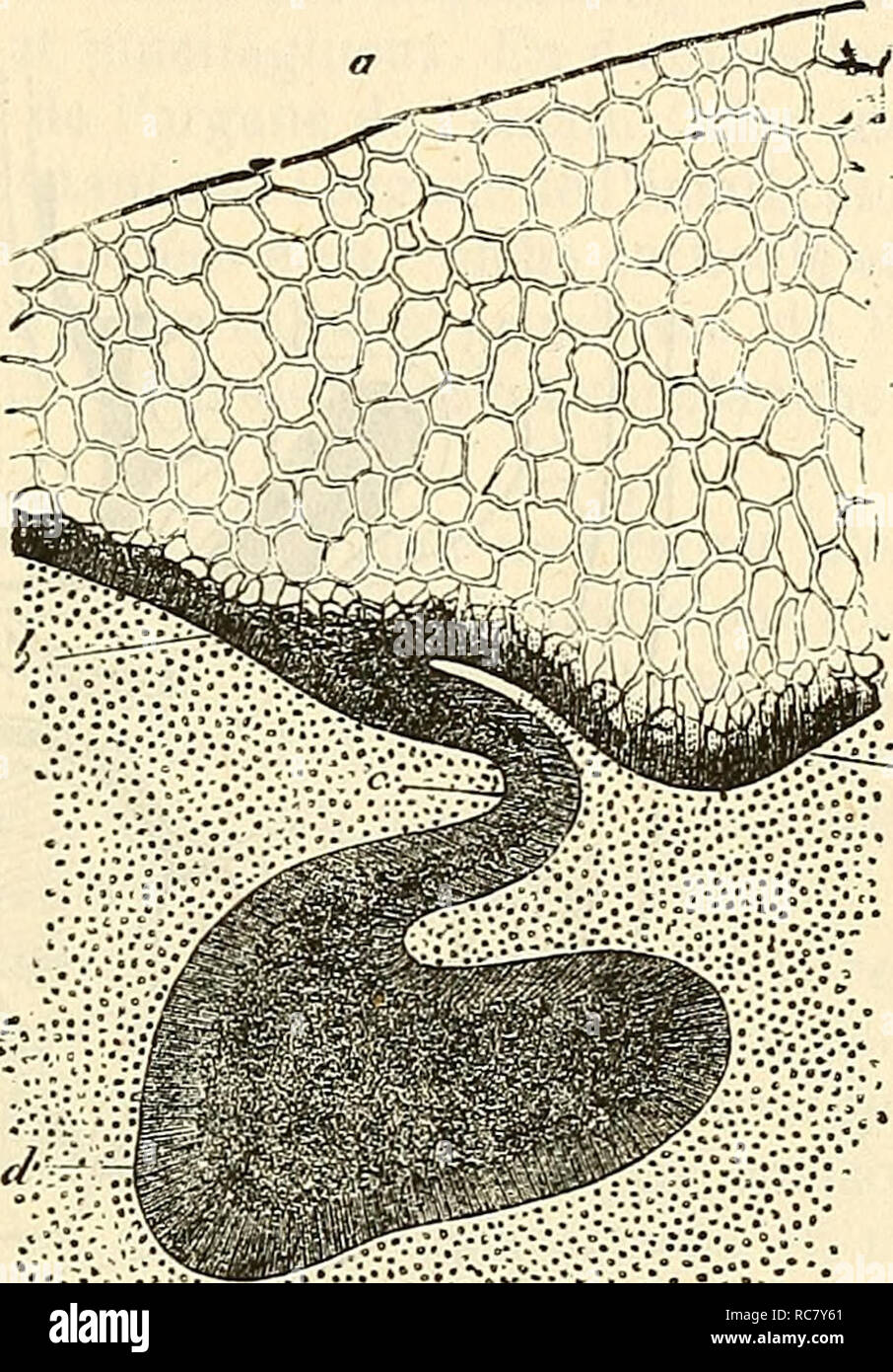 Membrane muqueuse hi-res stock photography and images - Alamy