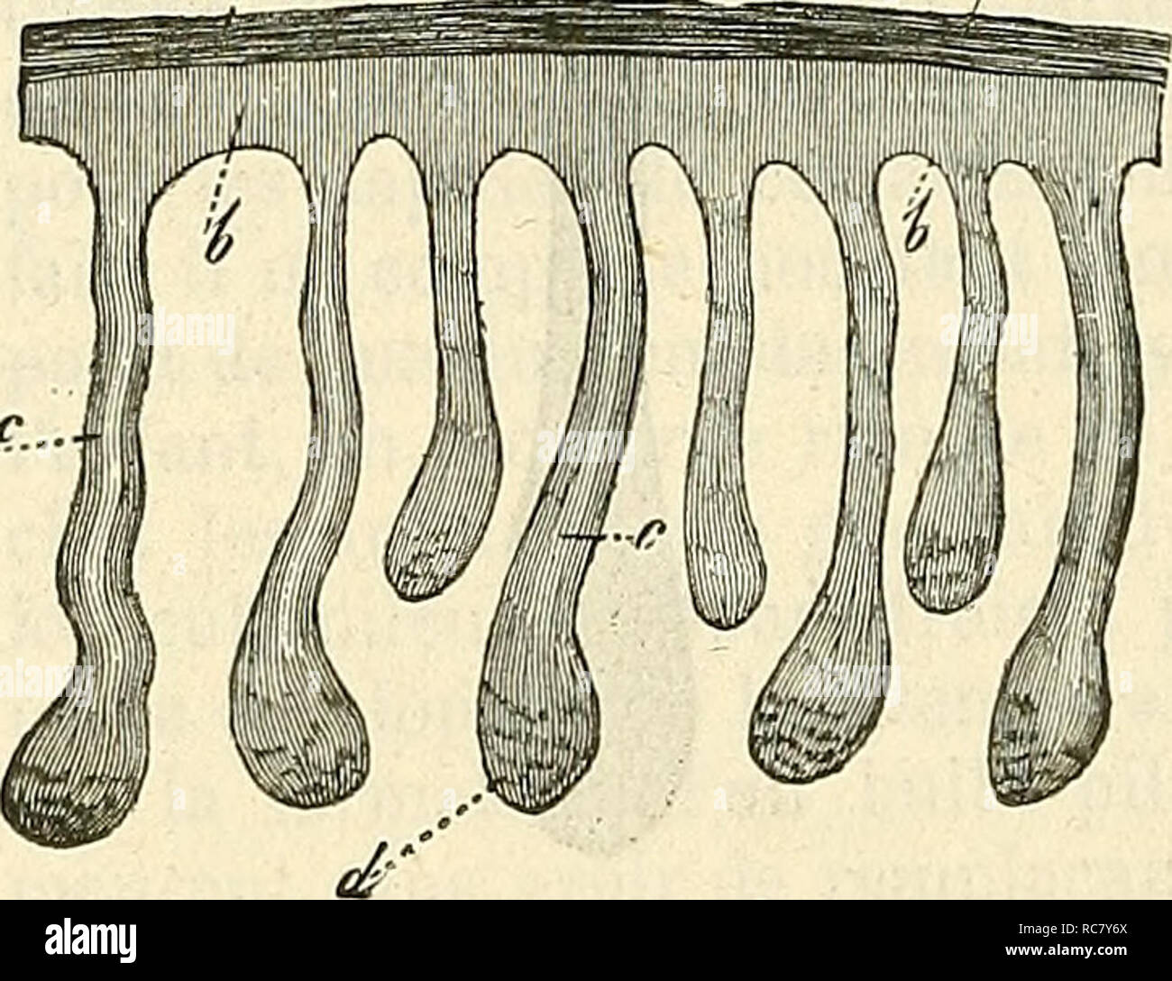Membrane muqueuse hi-res stock photography and images - Alamy