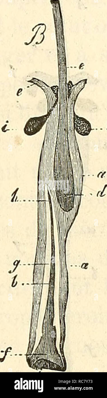 . Embryologie, ou, TraitÃ© complet du dÃ©veloppement de l'homme et des ...