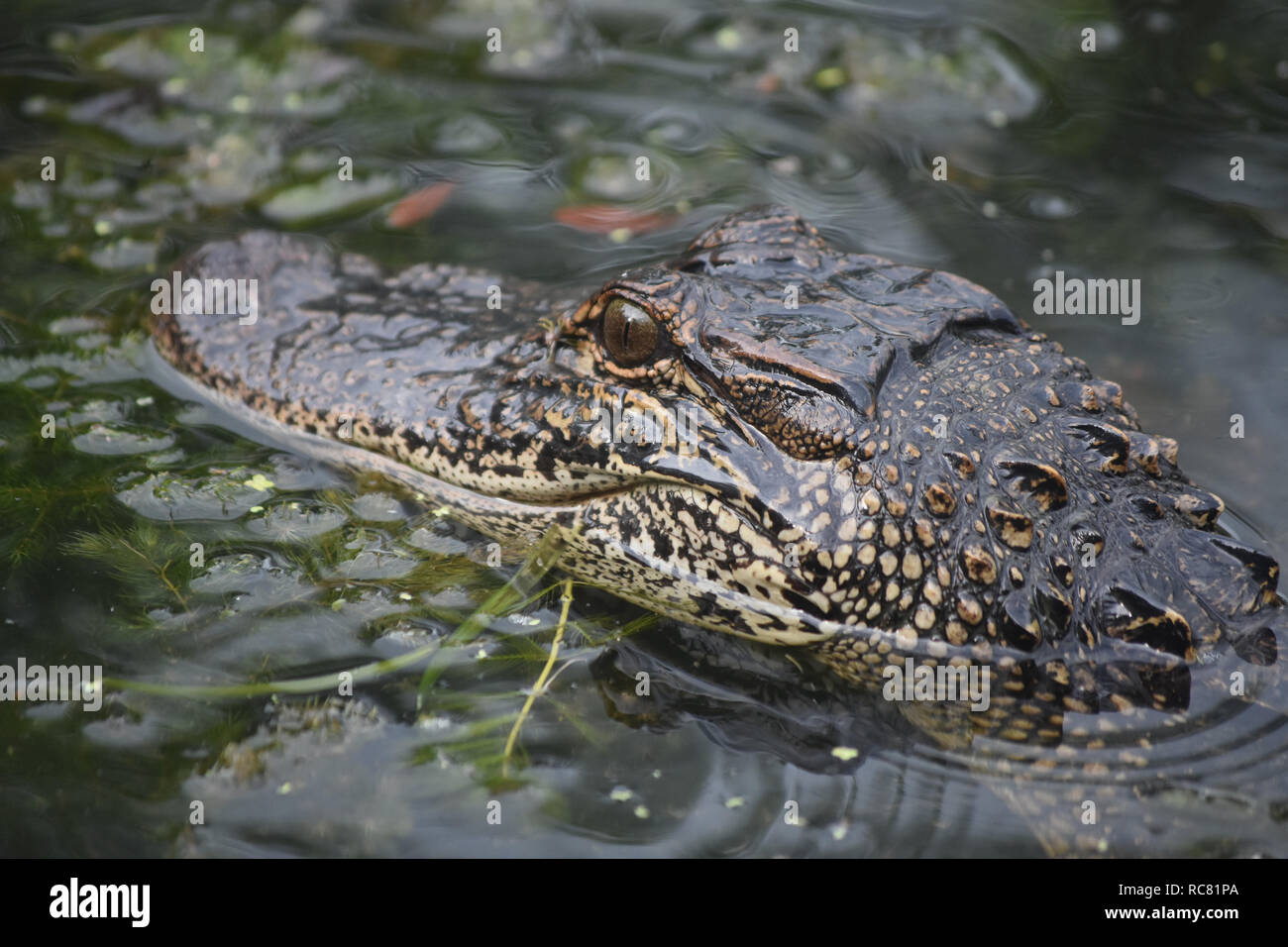 American alligator in shallow swamp waters of Louisiana Stock Photo - Alamy